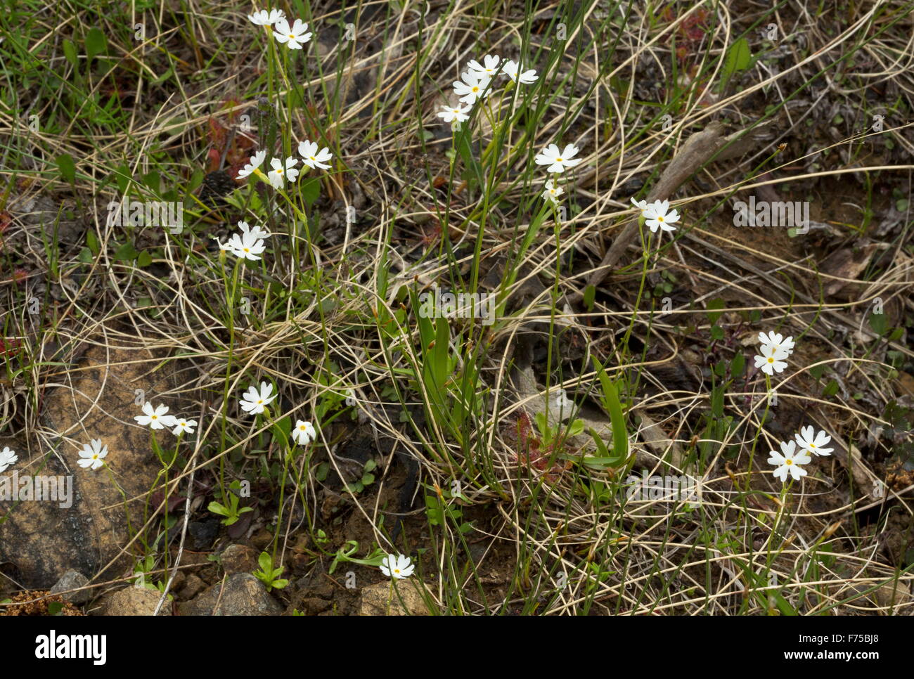 Mistassini primrose, white form Stock Photo - Alamy