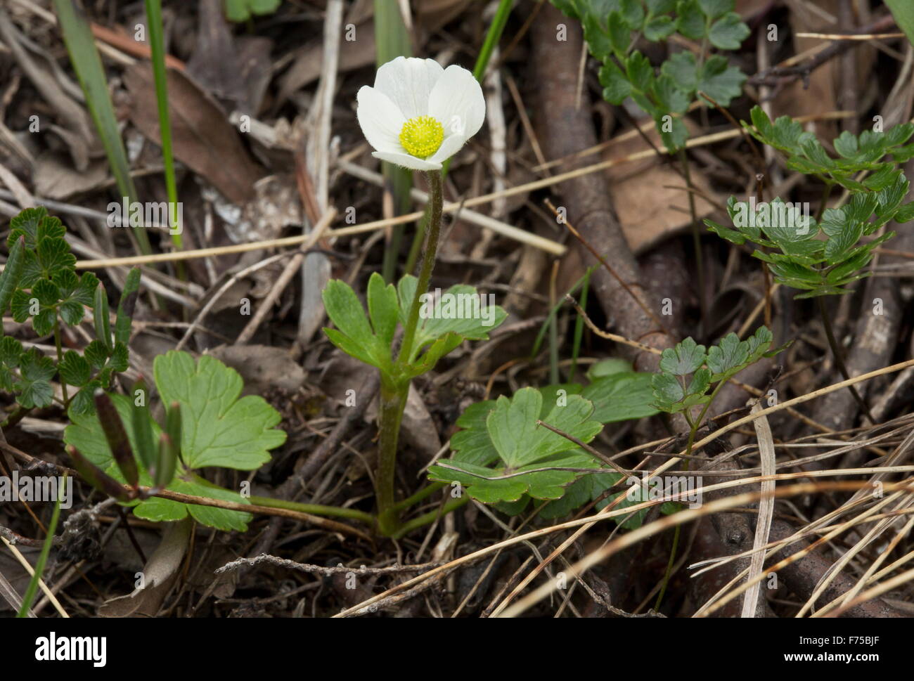 Small-flowered anemone Anemone parviflora, Newfoundland Stock Photo - Alamy