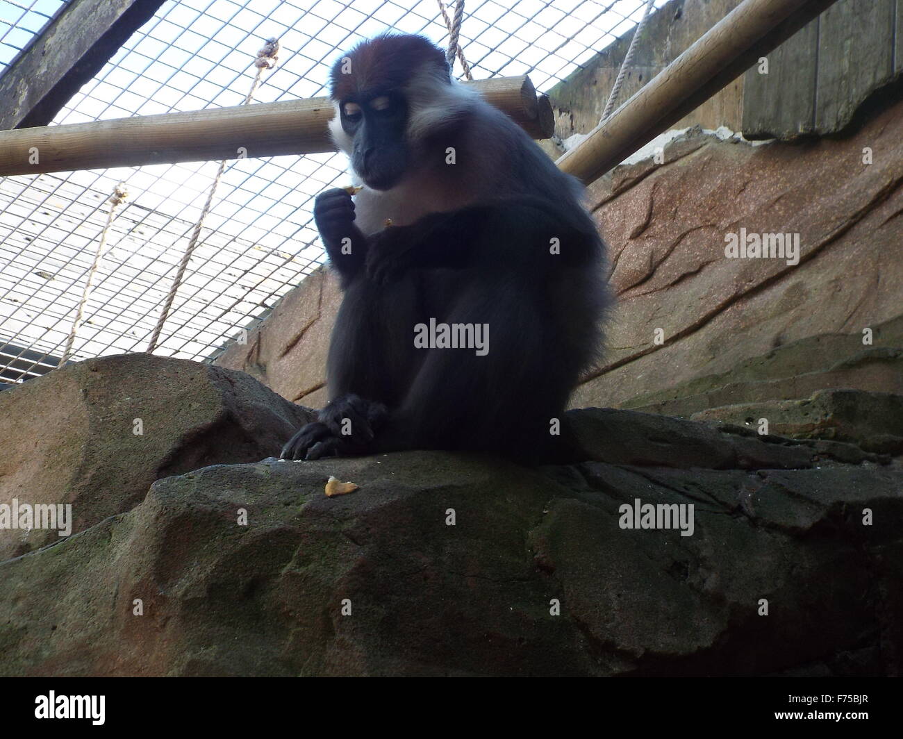 Eating at zoo hi-res stock photography and images - Alamy