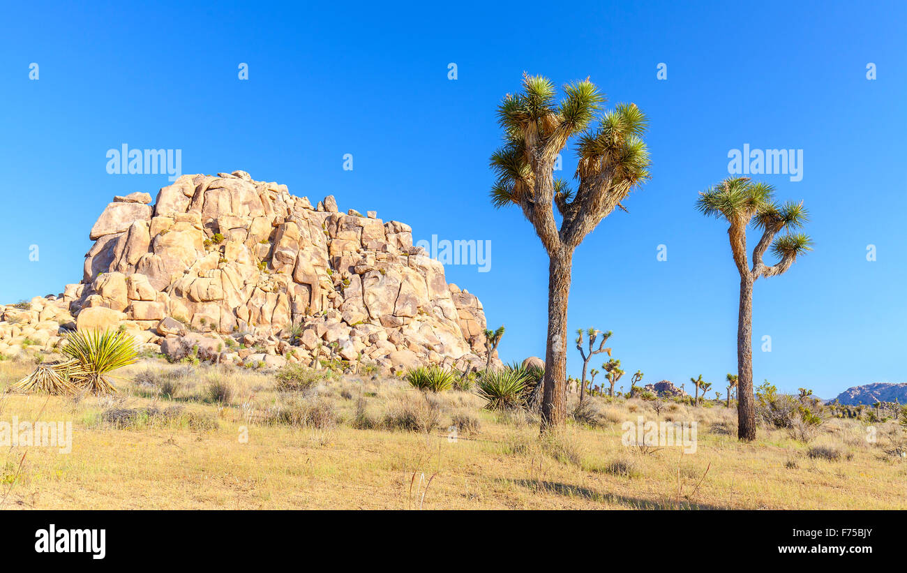 Beautiful landscape in Joshua Tree National Park, California, USA Stock ...