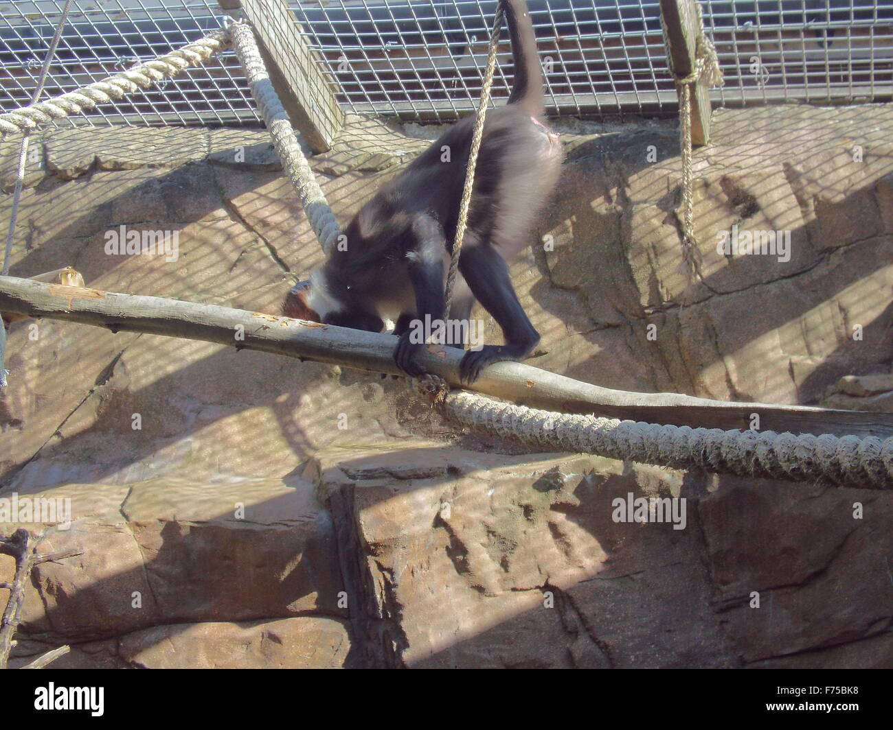 Monkey climbing hi-res stock photography and images - Alamy