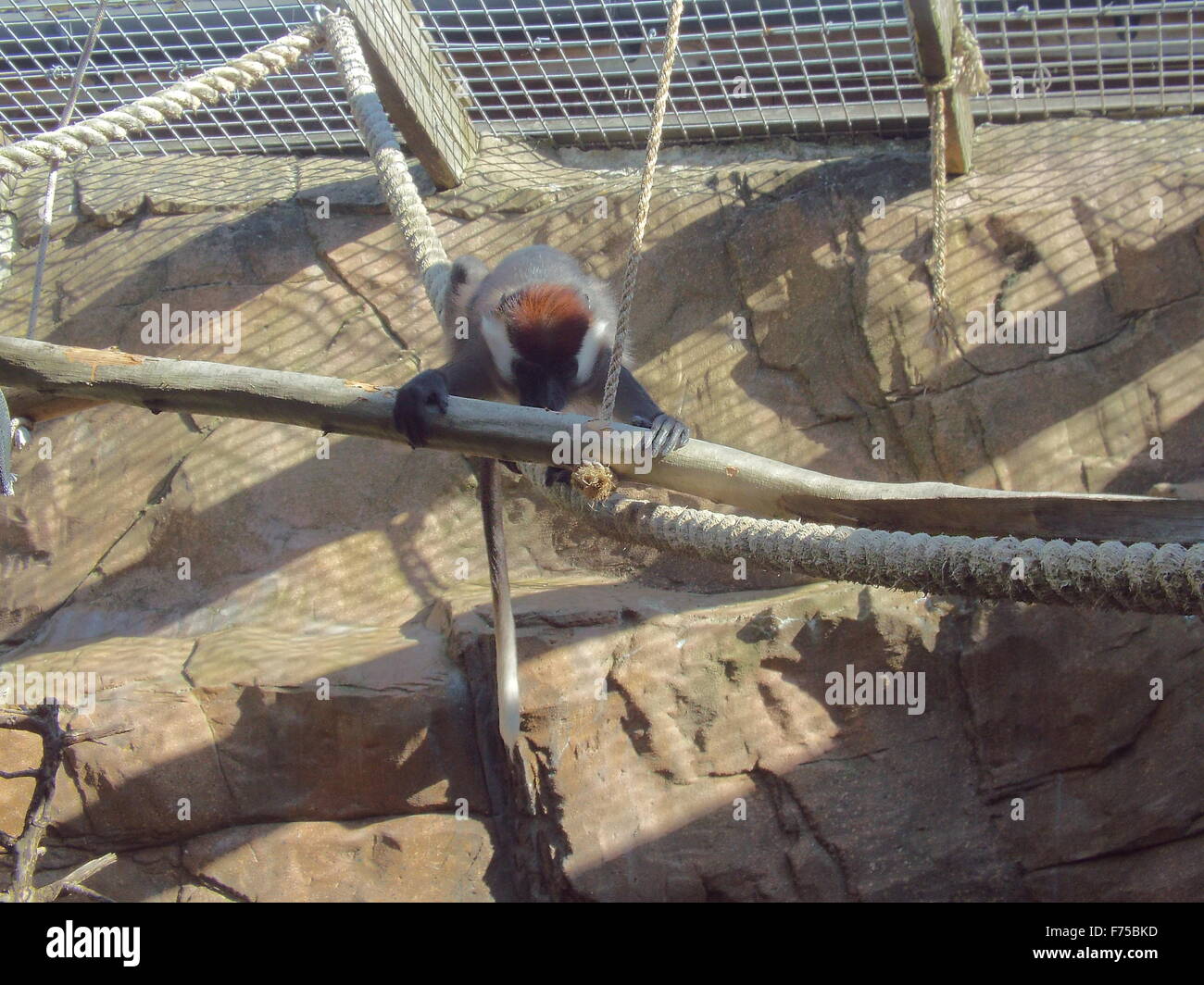 Monkey climbing hi-res stock photography and images - Alamy