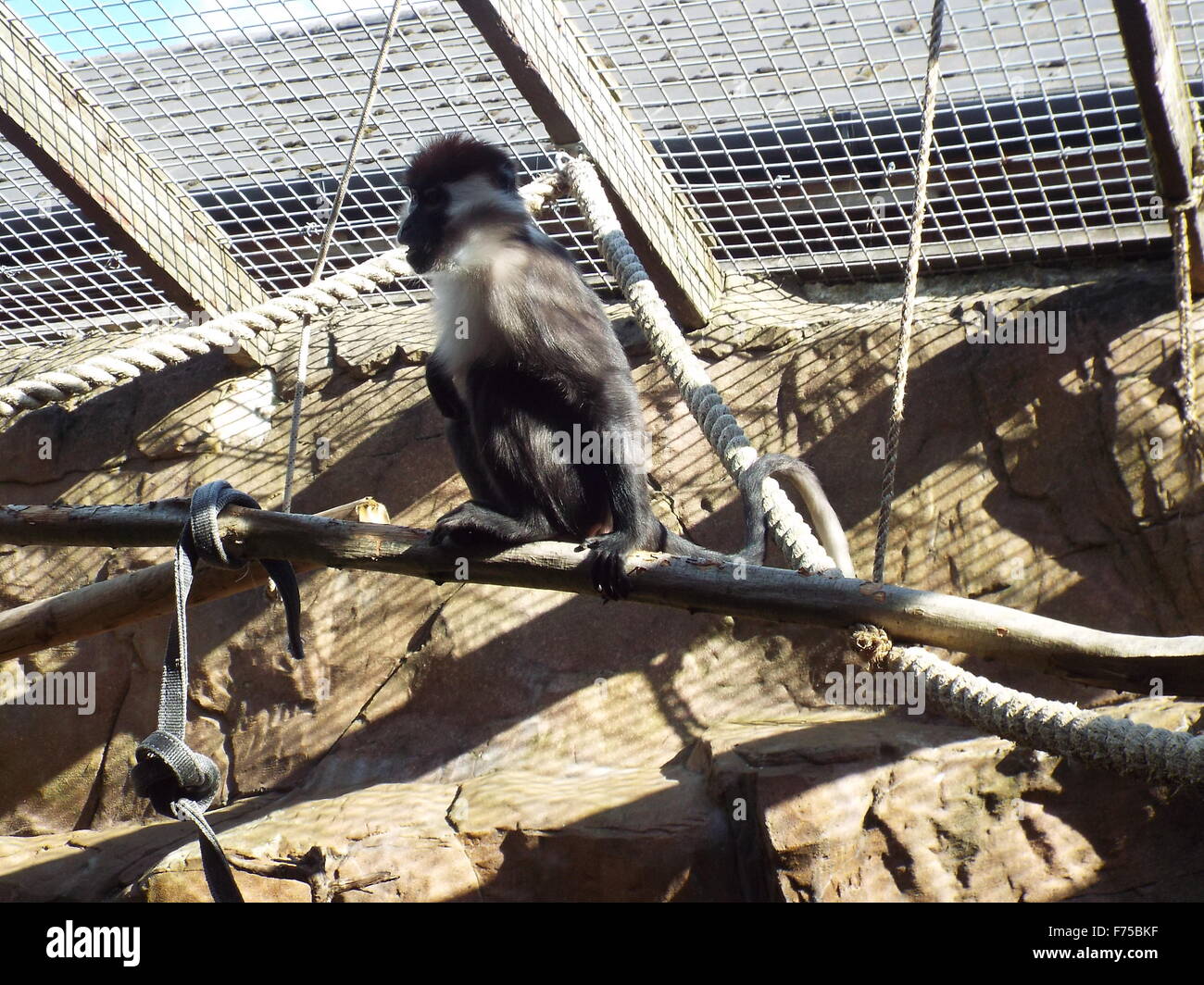 Monkey enclosure zoo hi-res stock photography and images - Alamy