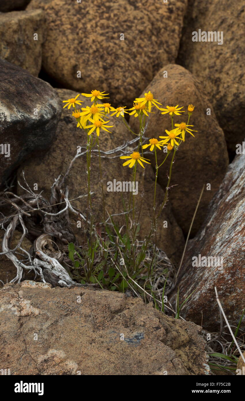 balsam ragwort or balsam groundsel, Packera paupercula on serpentine ...