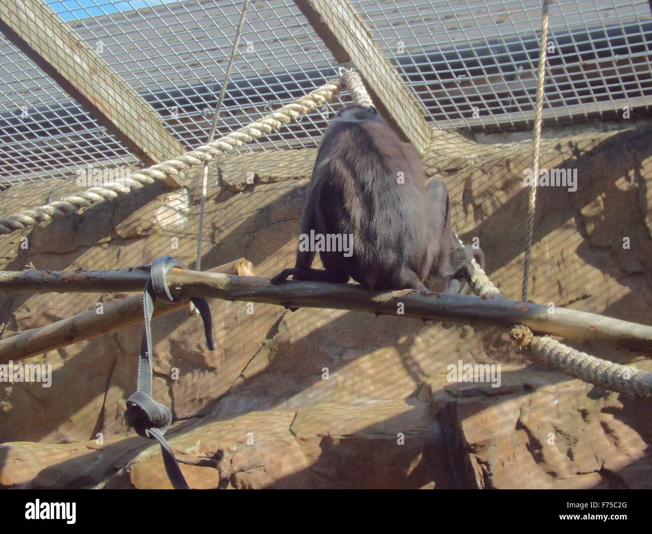 Monkey enclosure zoo hi-res stock photography and images - Alamy