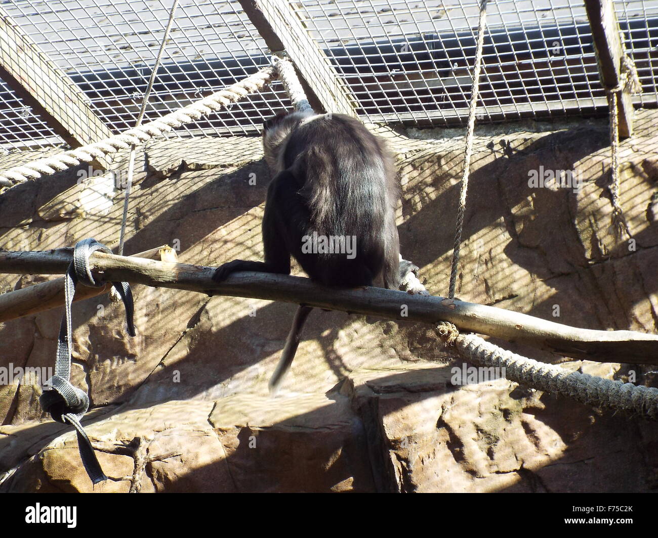 Monkey enclosure hi-res stock photography and images - Alamy
