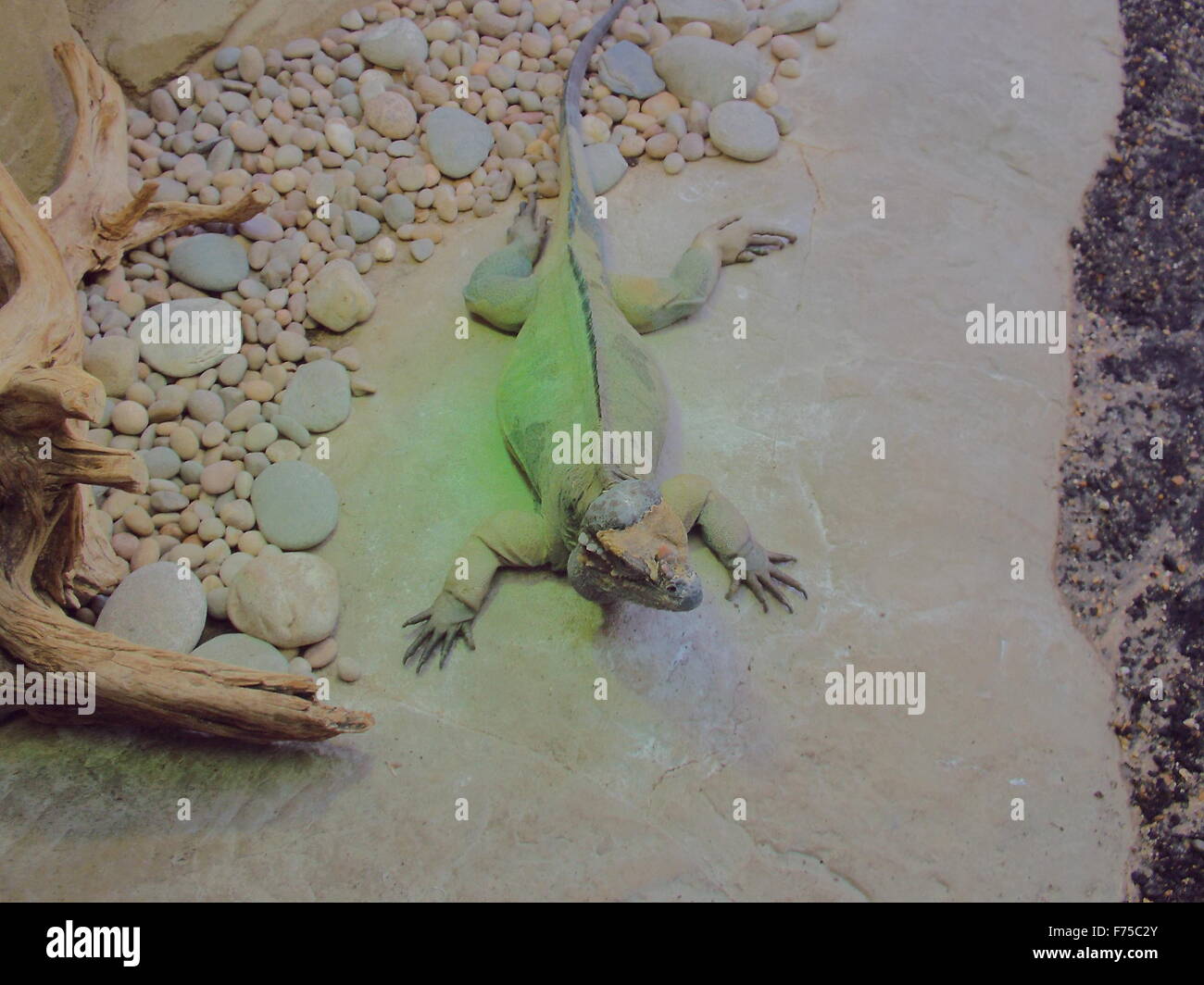 Scaly lizard hi-res stock photography and images - Alamy