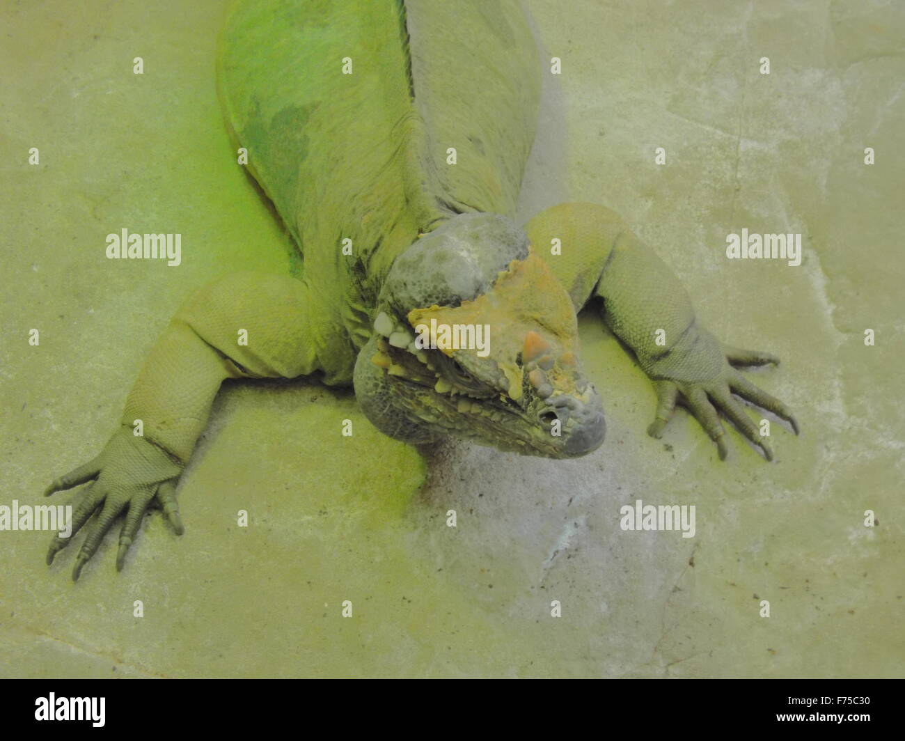 Lizard face hi-res stock photography and images - Alamy