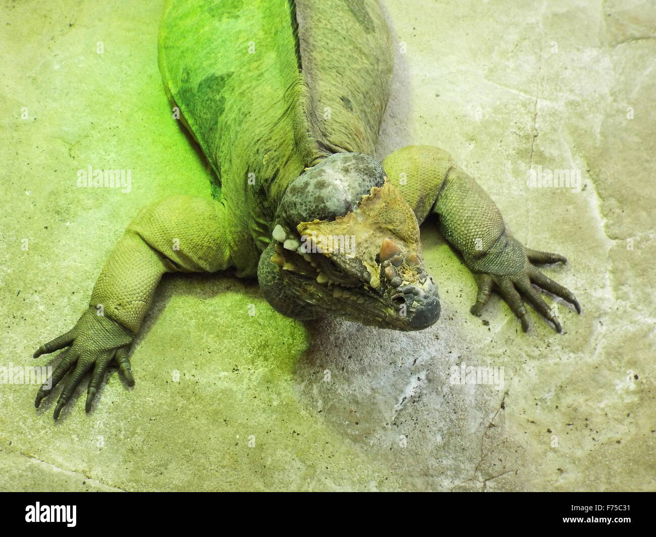 Lizard closeup hi-res stock photography and images - Alamy