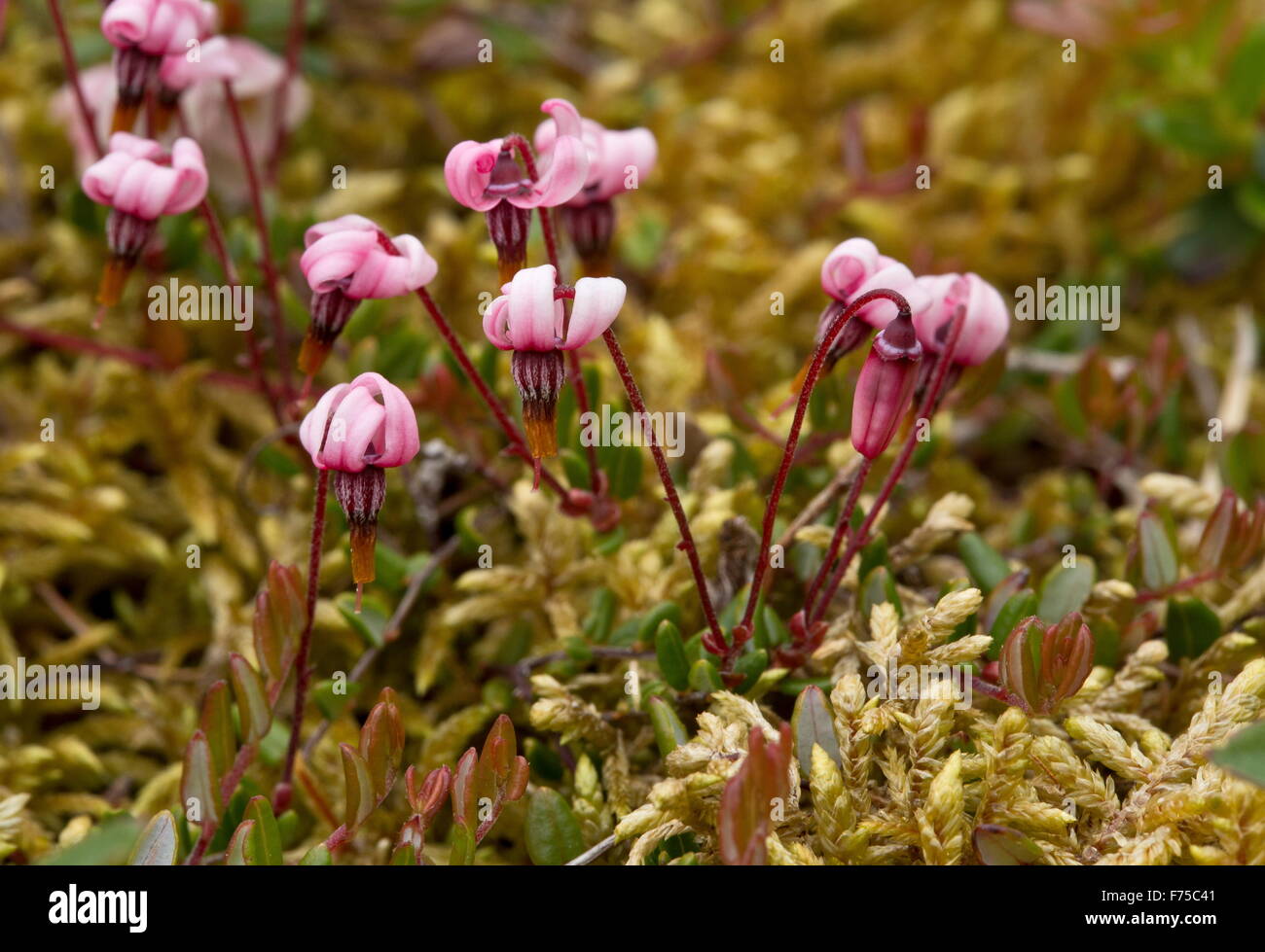 Cranberry flower hi-res stock photography and images - Alamy