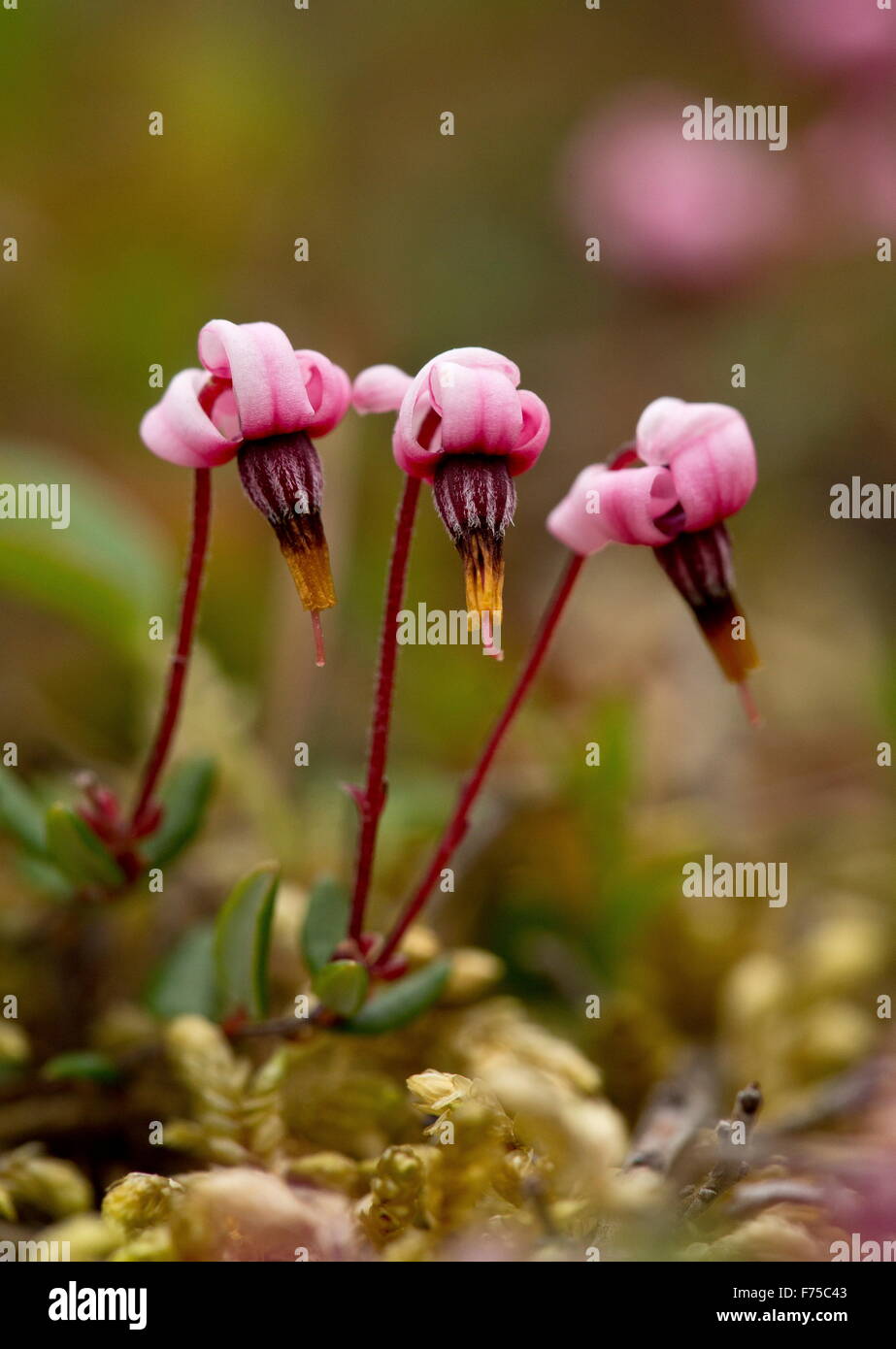 Cranberry flower hi-res stock photography and images - Alamy