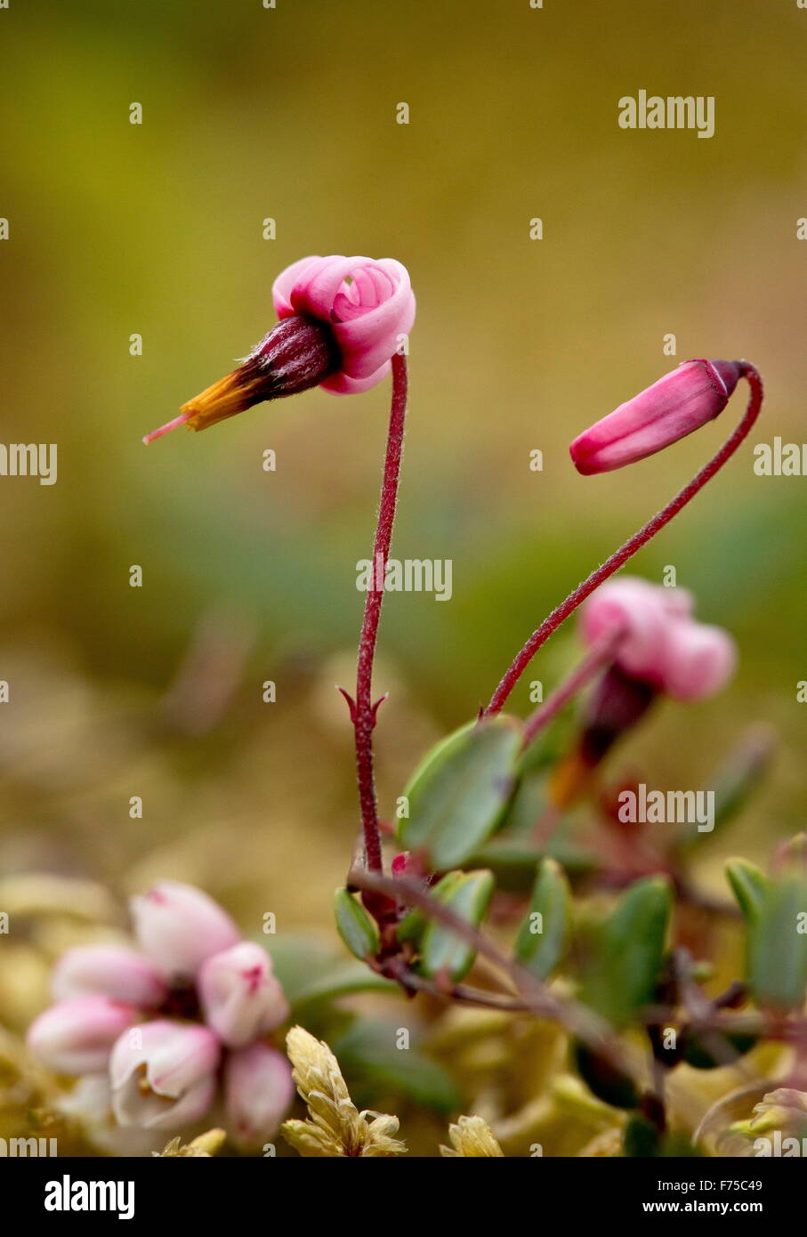 Cranberry flower hi-res stock photography and images - Alamy