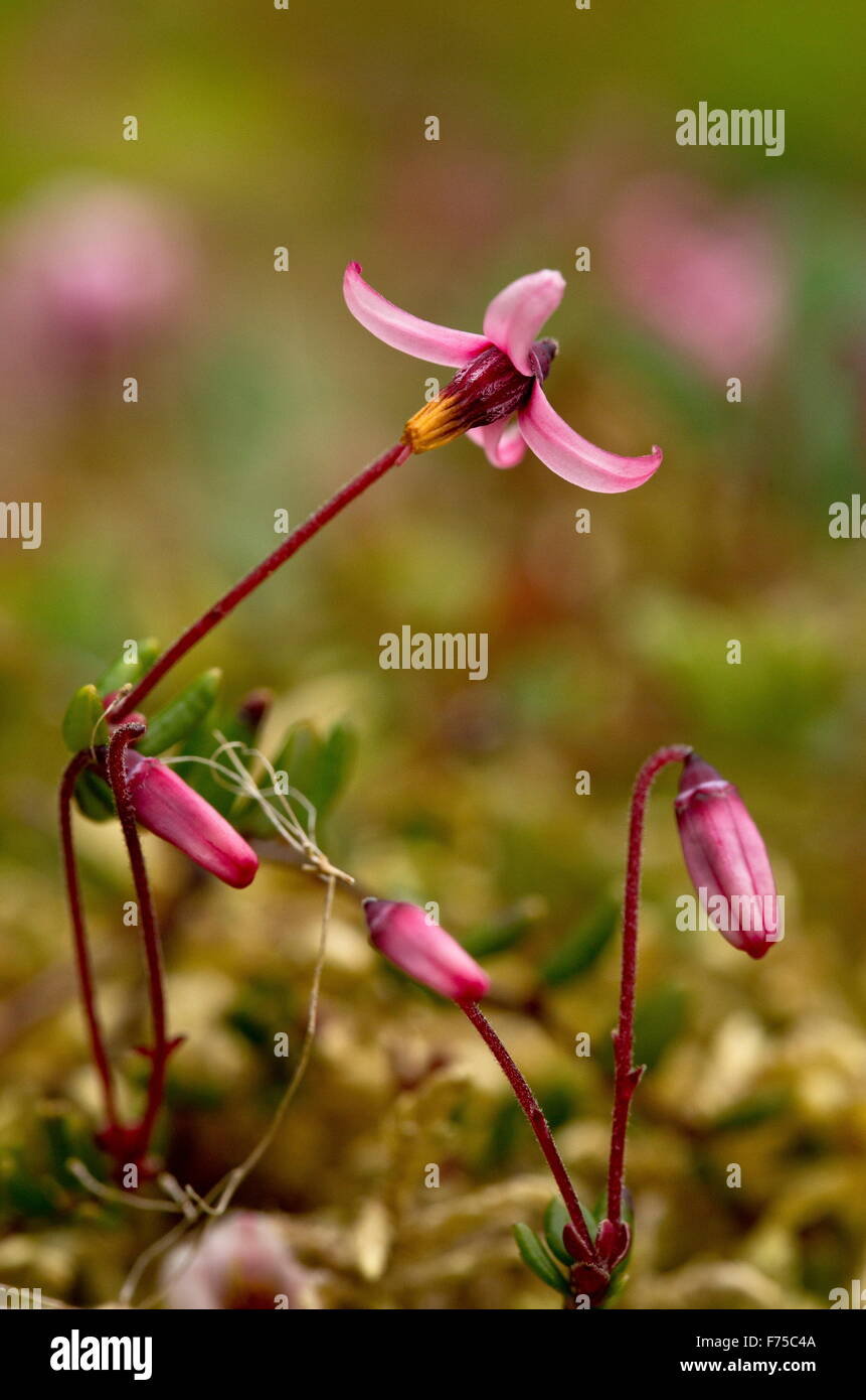 Cranberry flower hi-res stock photography and images - Alamy