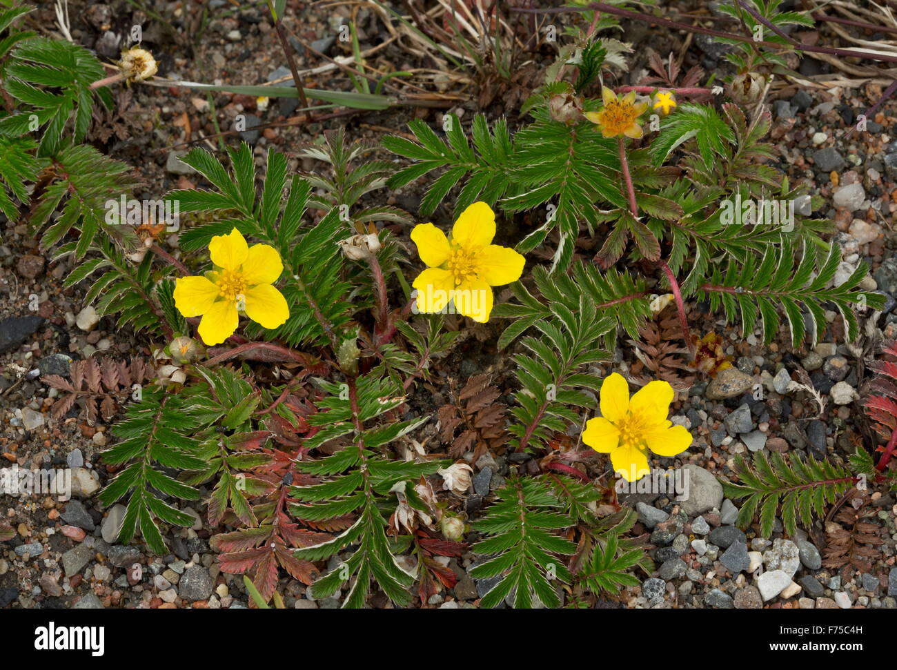 Potentilla anserina argentina anserina hi-res stock photography and ...