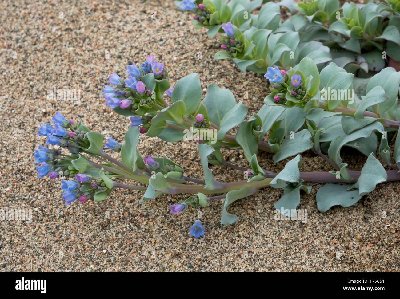 Oyster plant, Mertensia maritima, on sandy beach. Circumboreal ...