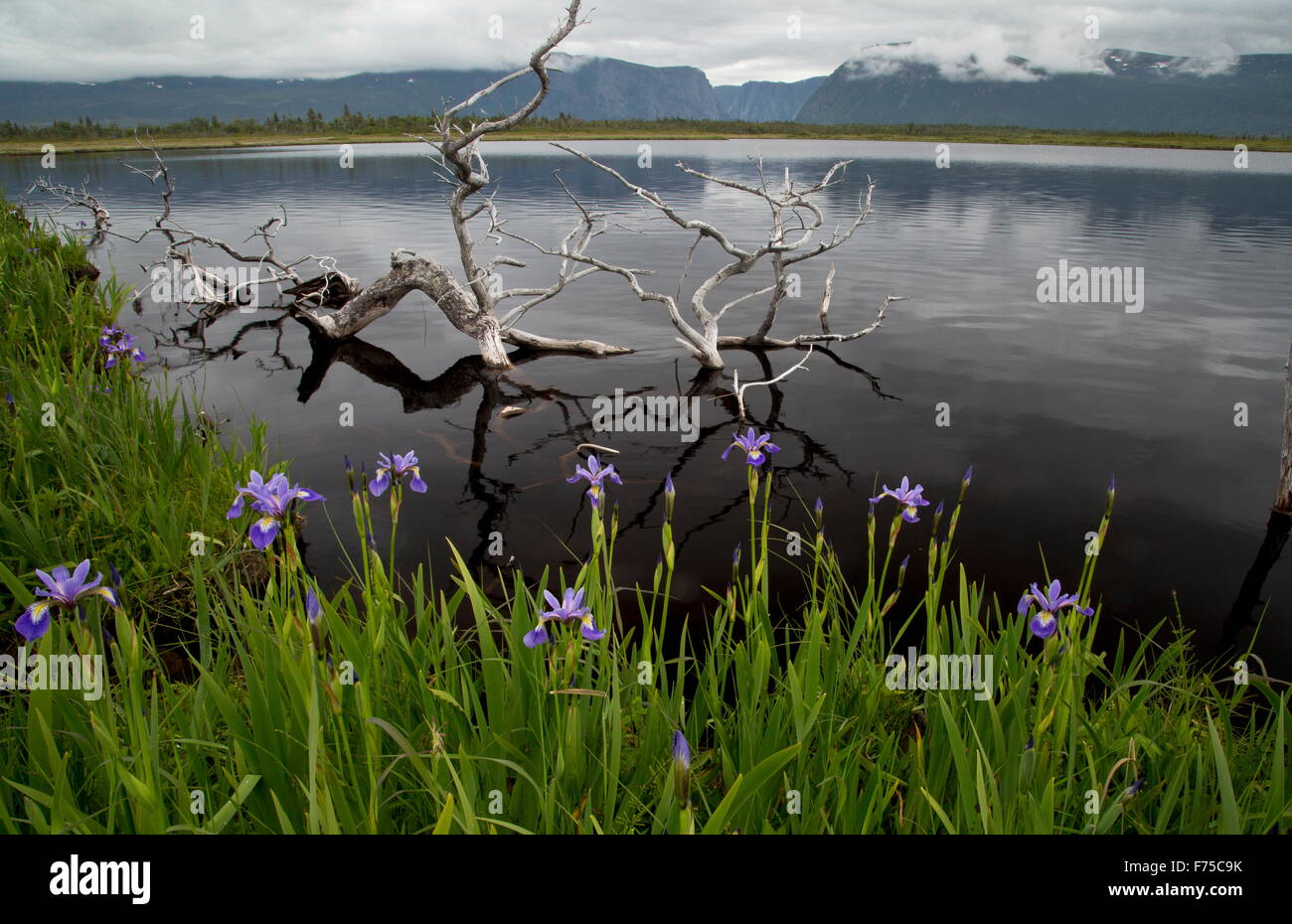 Jerrys pond lake marsh hi-res stock photography and images - Alamy