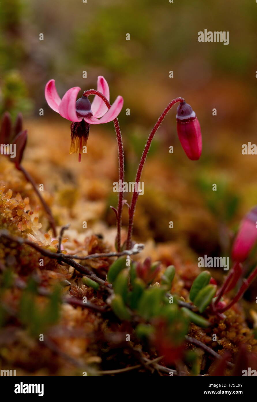 Cranberry flower hi-res stock photography and images - Alamy