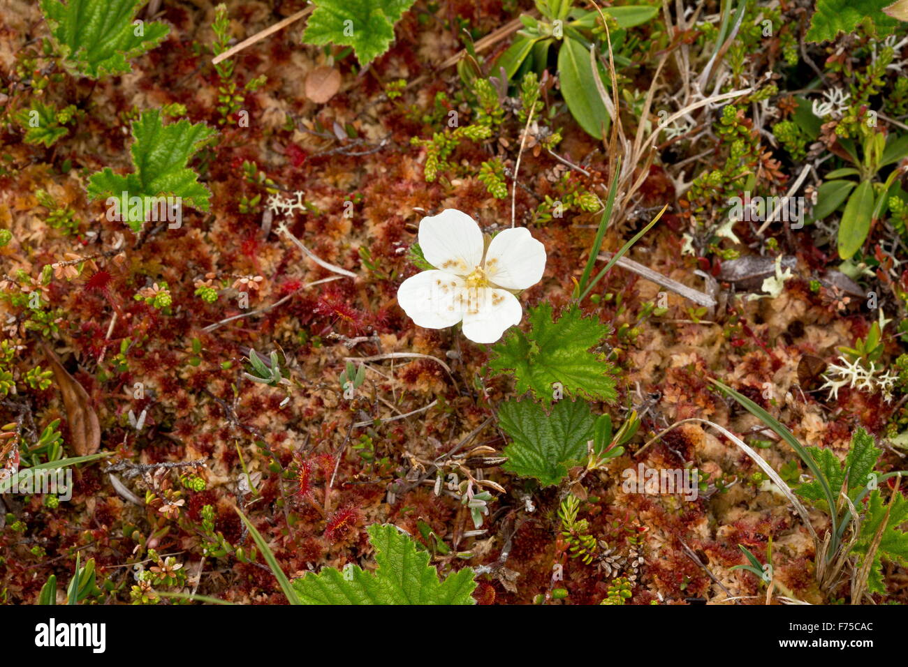 Chamaemorus hi-res stock photography and images - Alamy