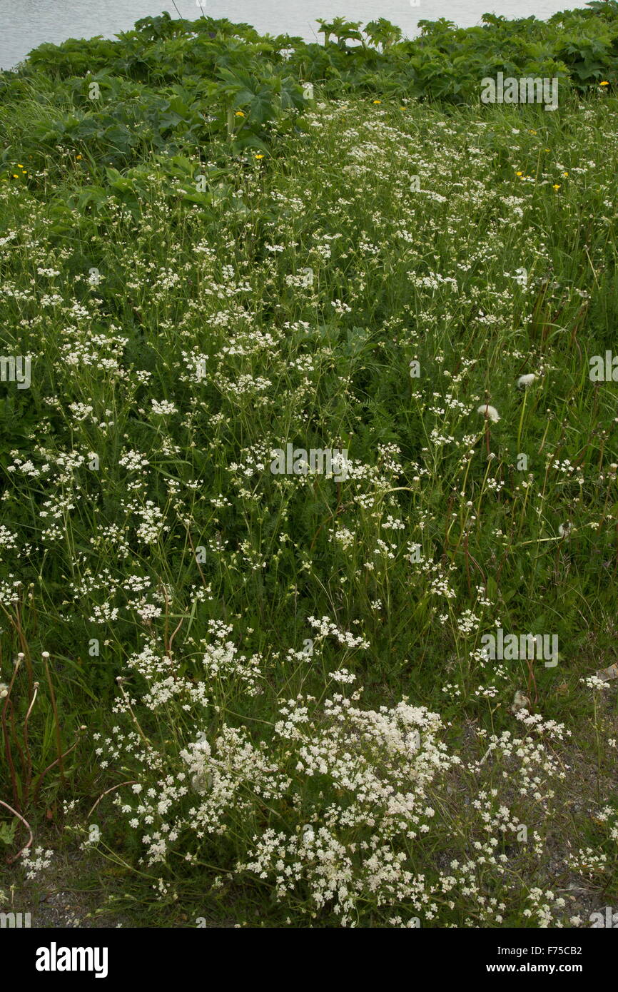 Carum carvi plant hi-res stock photography and images - Alamy