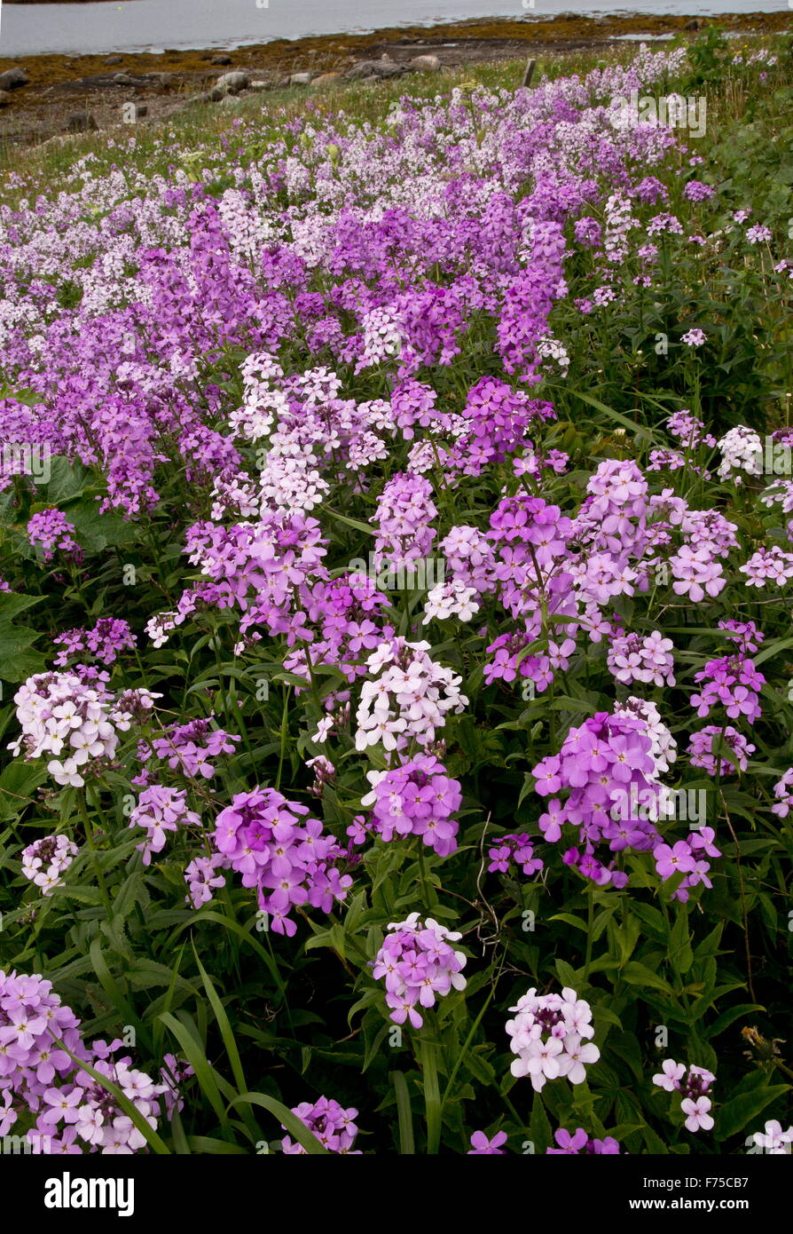 Naturalised Dame's Violet, en masse on the coast at Port aux choix ...