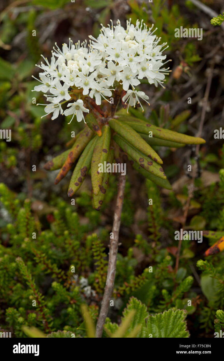 Labrador Tea in flower Stock Photo - Alamy