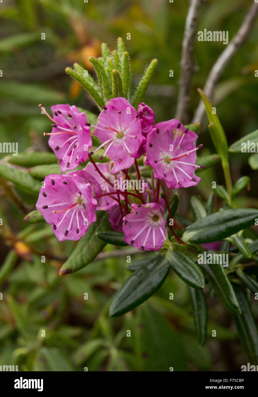 bog-laurel or swamp laurel in damp boreal tundra, Newfoundland Stock ...