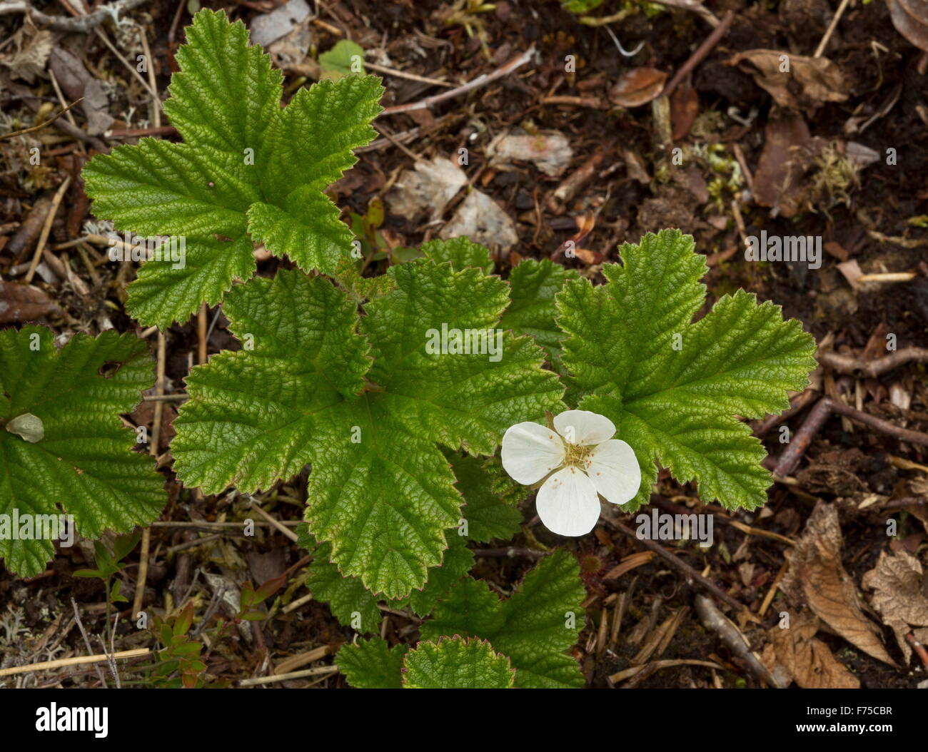 Chamaemorus hi-res stock photography and images - Alamy