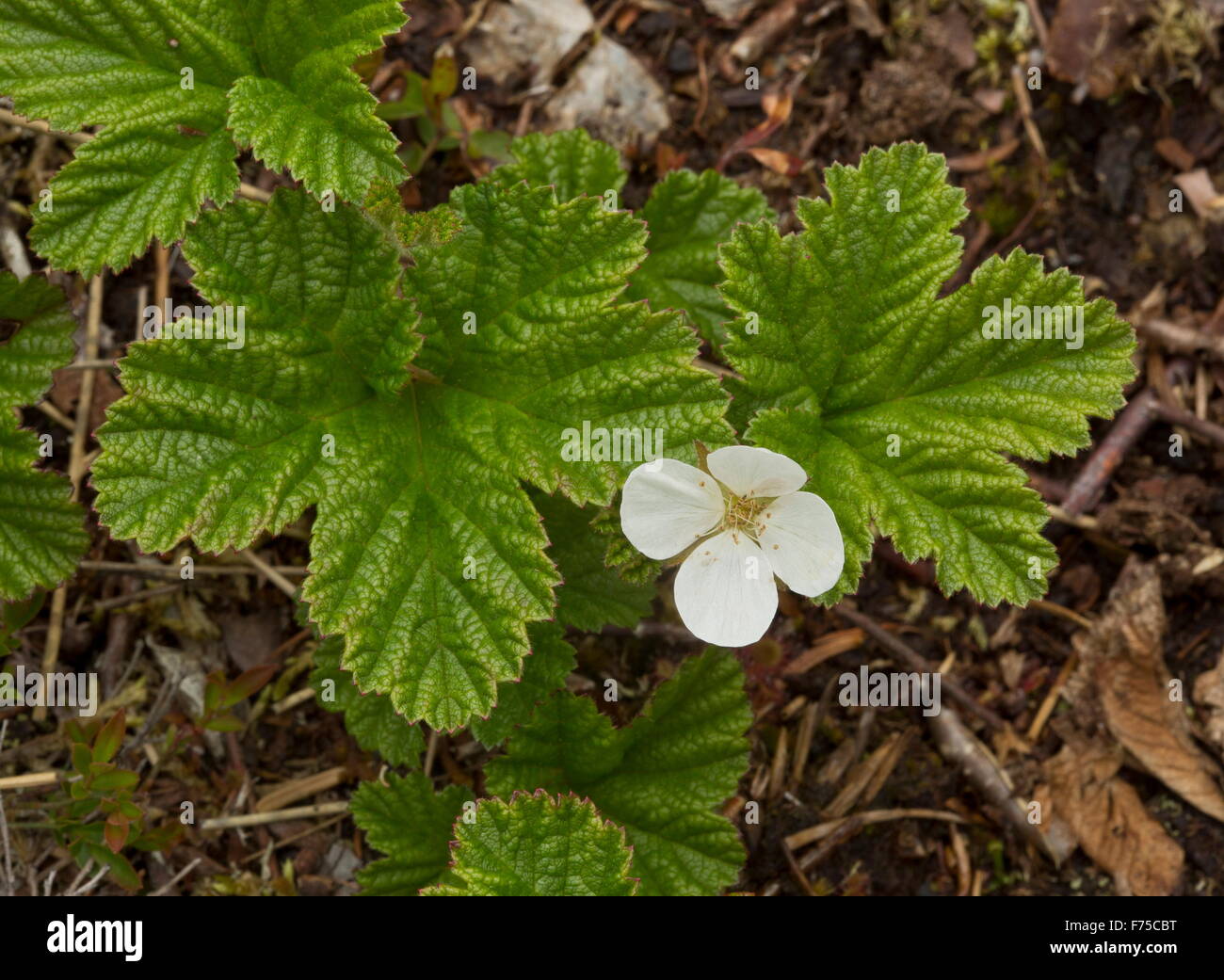 Chamaemorus hi-res stock photography and images - Alamy