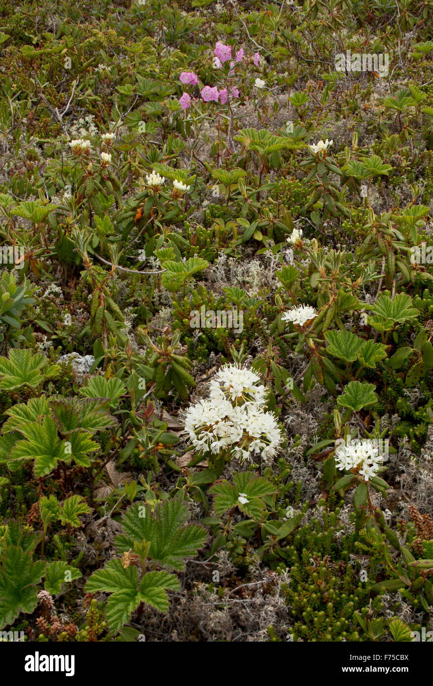 Labrador Tea Plant High Resolution Stock Photography and Images - Alamy