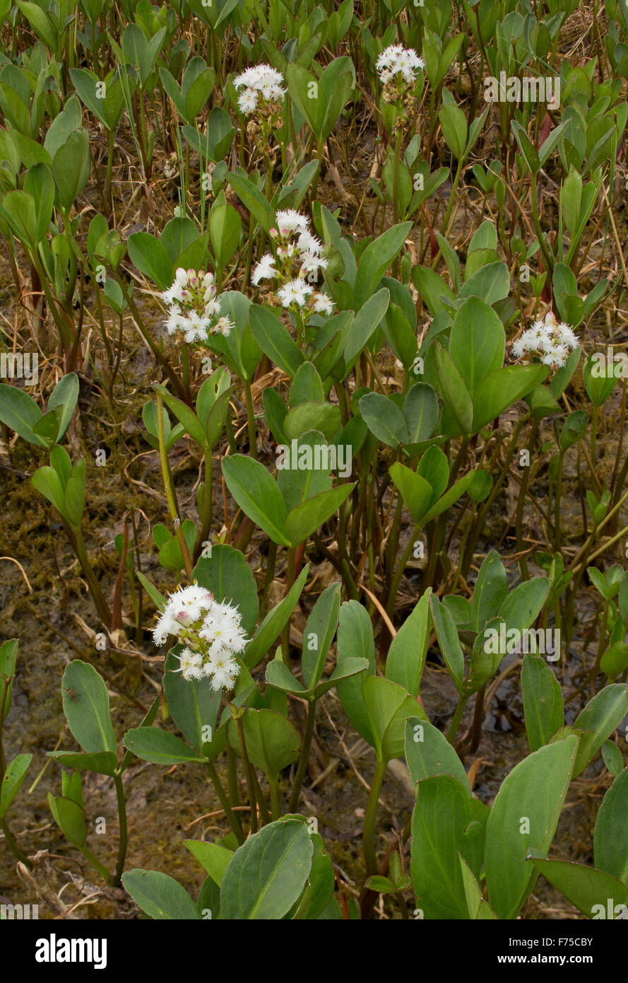 Buckbean flowers hi-res stock photography and images - Alamy