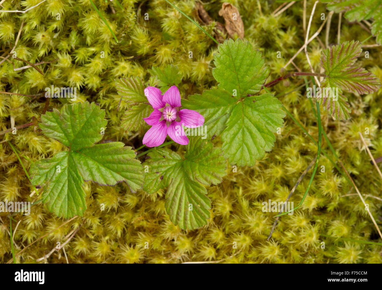 Arctic bramble or Arctic raspberry in flower Stock Photo - Alamy
