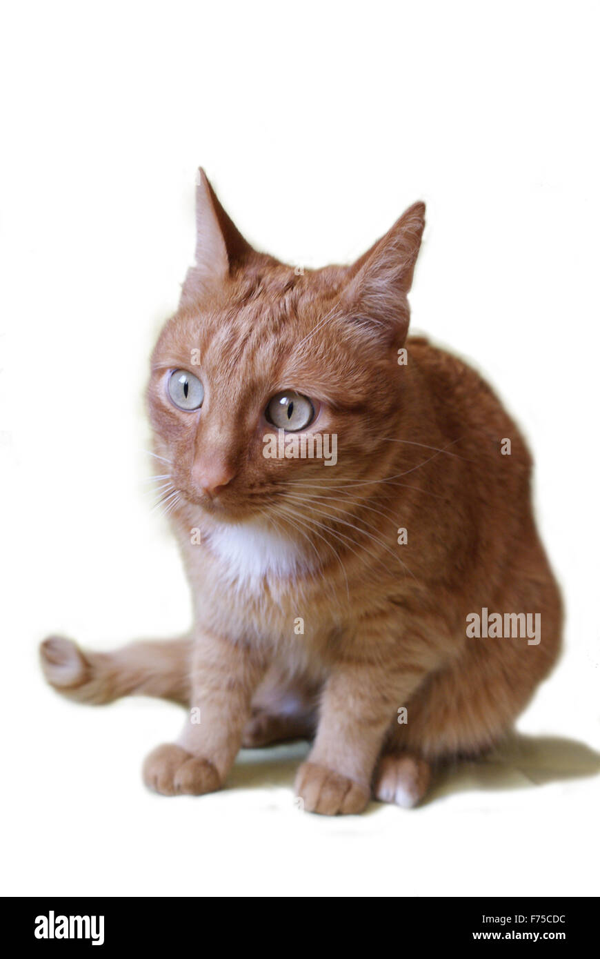 Ginger cat looking sad Cut Out Stock Images & Pictures - Alamy