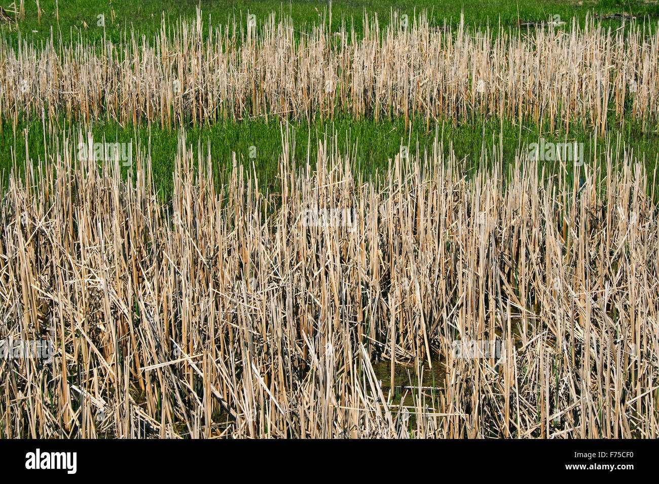 Wild reeds in marshland Stock Photo - Alamy