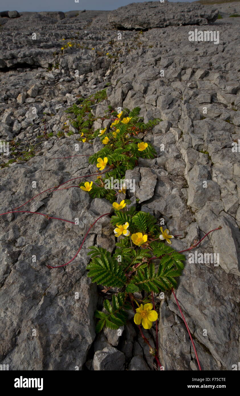 Silverweed herb hi-res stock photography and images - Alamy