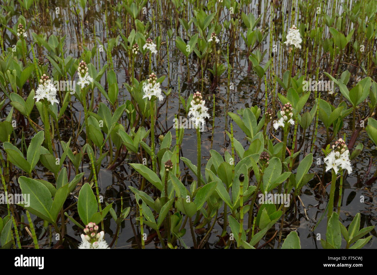 Buckbean plant hi-res stock photography and images - Alamy