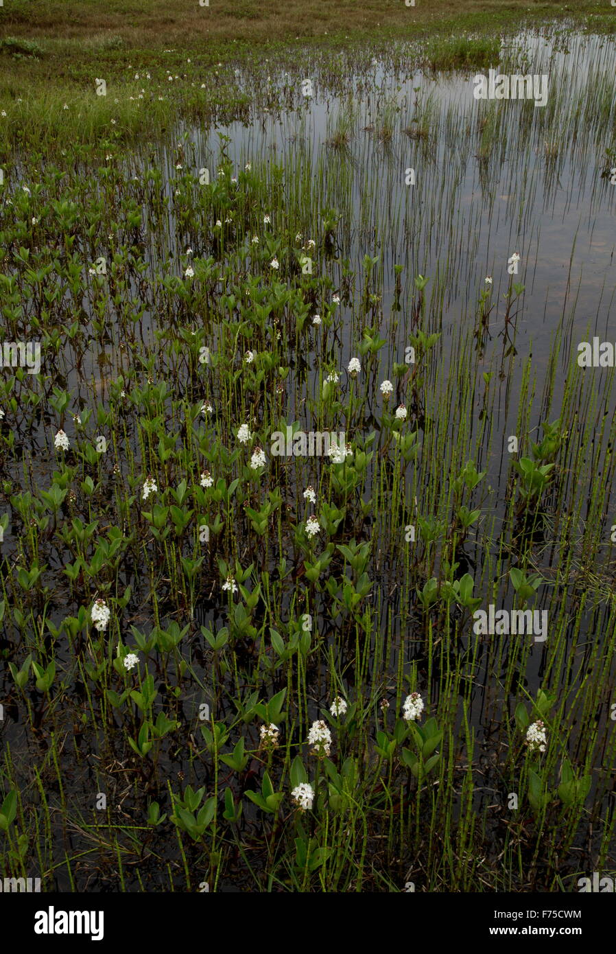 Bogbean hi-res stock photography and images - Alamy