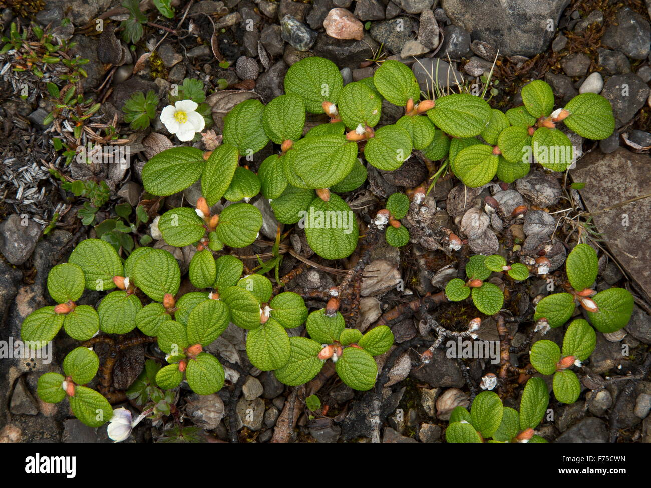 Rock willow, on limestone barren, Newfoundland Stock Photo - Alamy