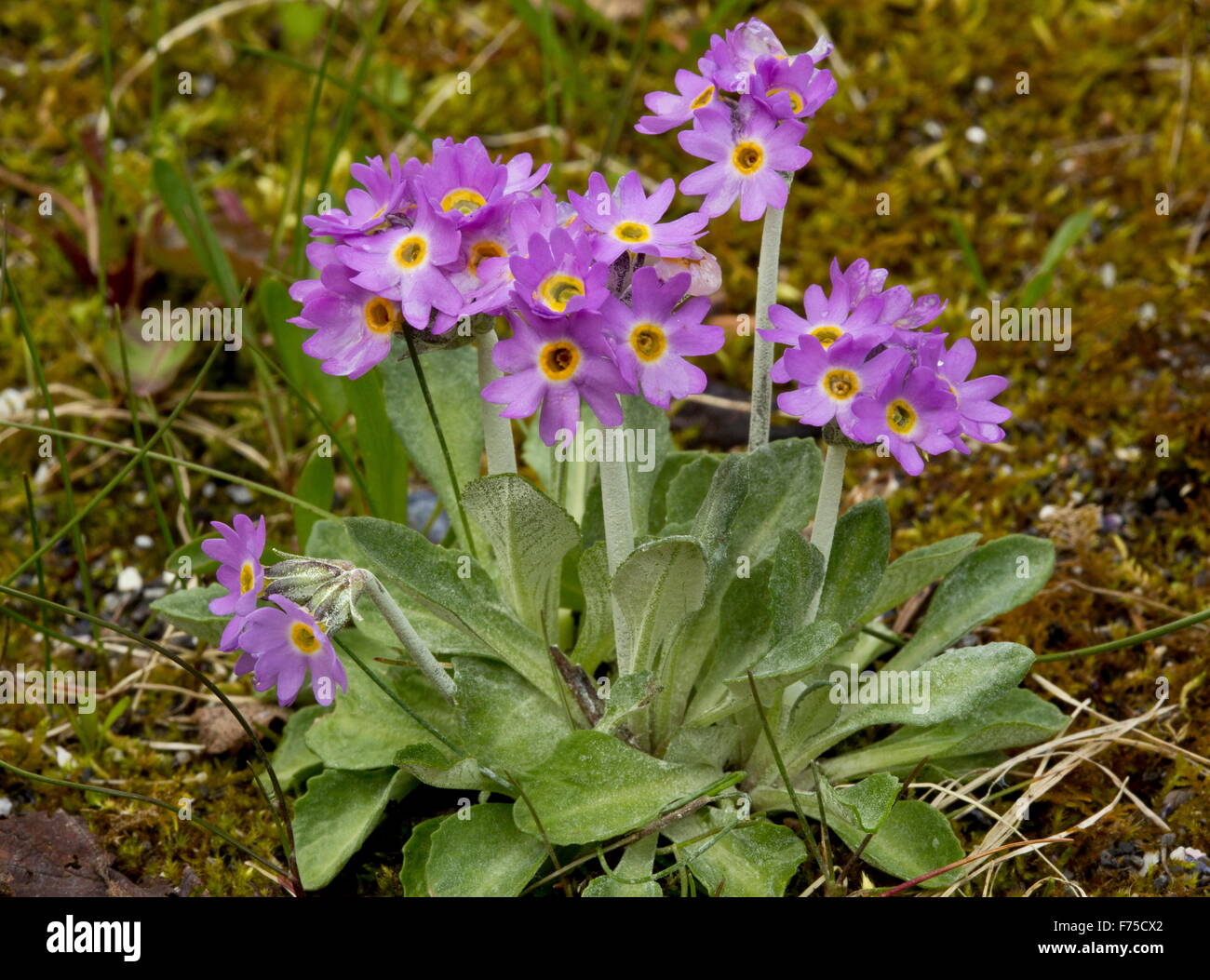 Laurentian primrose hi-res stock photography and images - Alamy