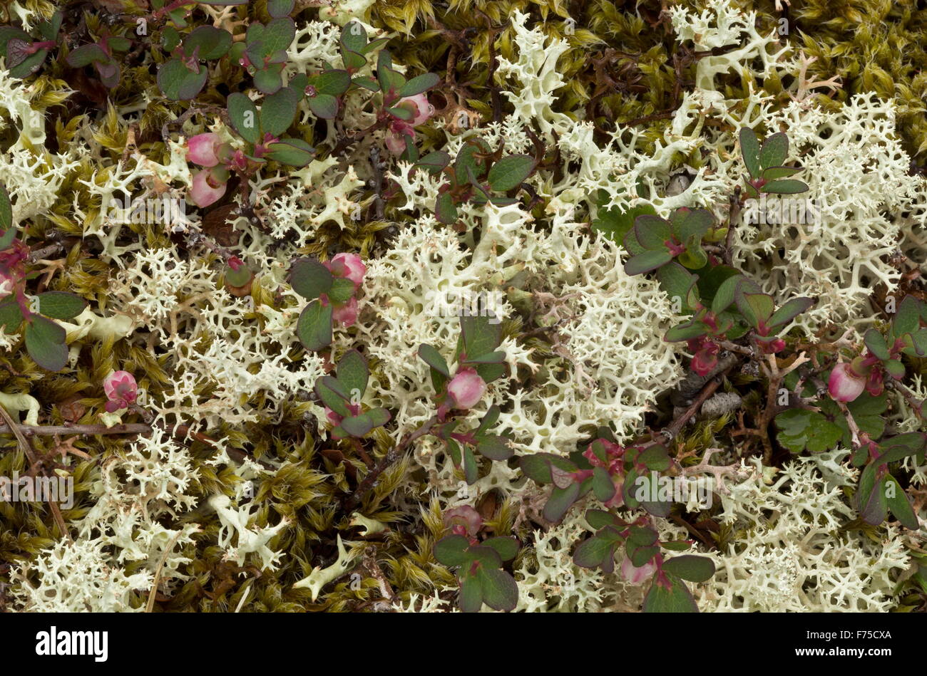Alpine Bilberry, or Bog Bilberry in arctic tundra, Burnt Cape ...