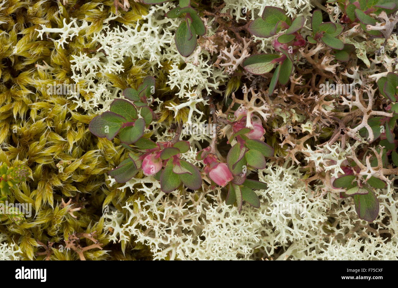 Alpine Bilberry, or Bog Bilberry in arctic tundra, Burnt Cape ...