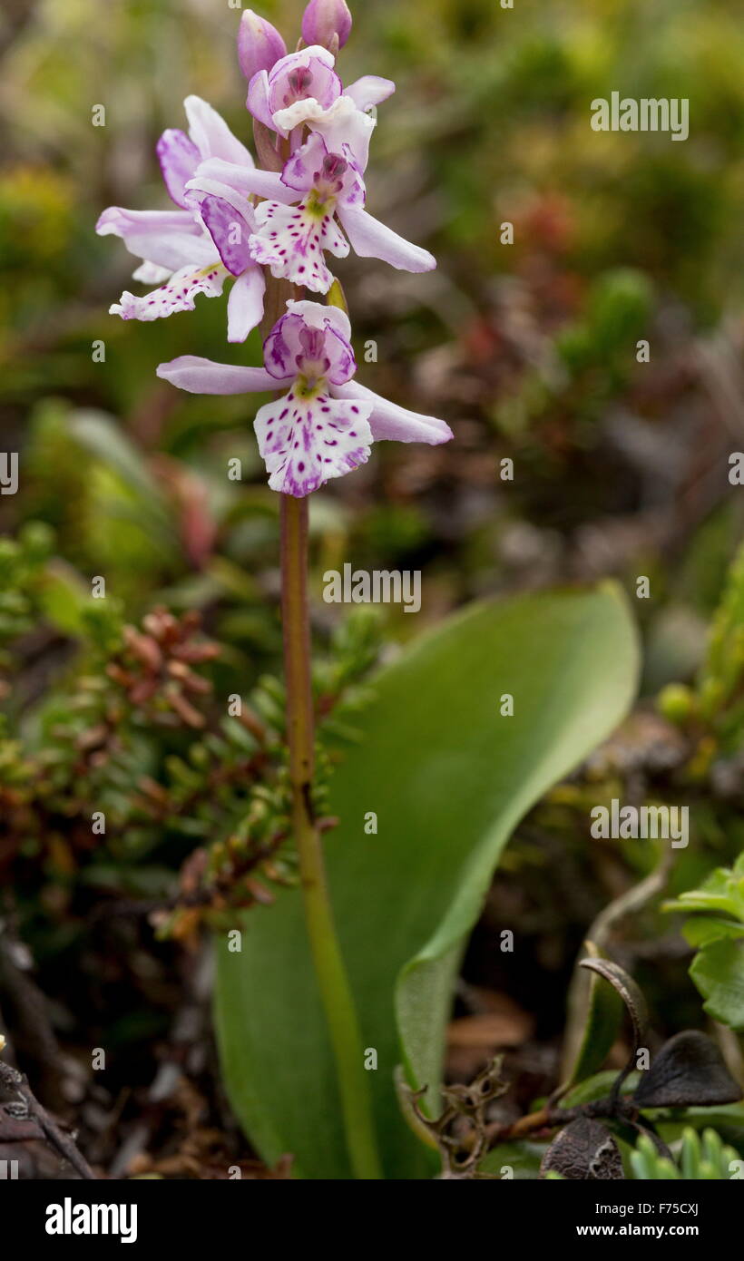 Orchidee rotundifolia hi-res stock photography and images - Alamy
