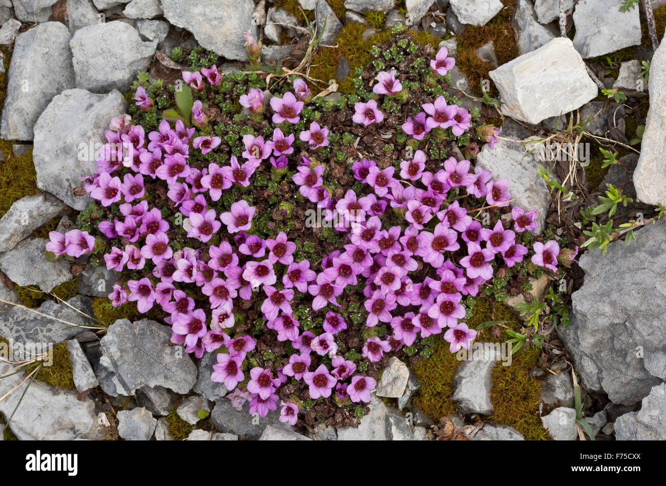 Saxifraga rotundifolia hi-res stock photography and images - Alamy