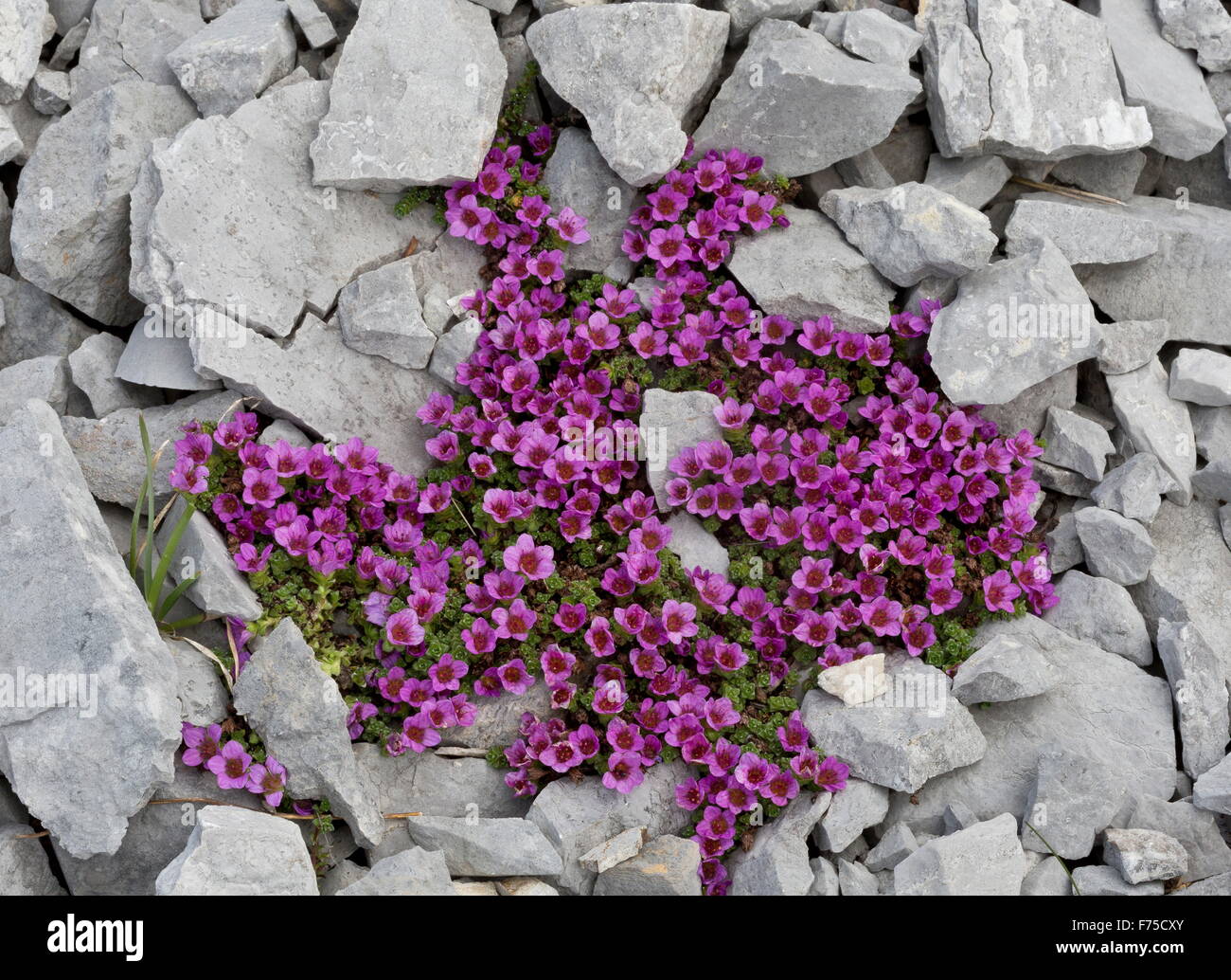 Purple mountain saxifrage hi-res stock photography and images - Alamy