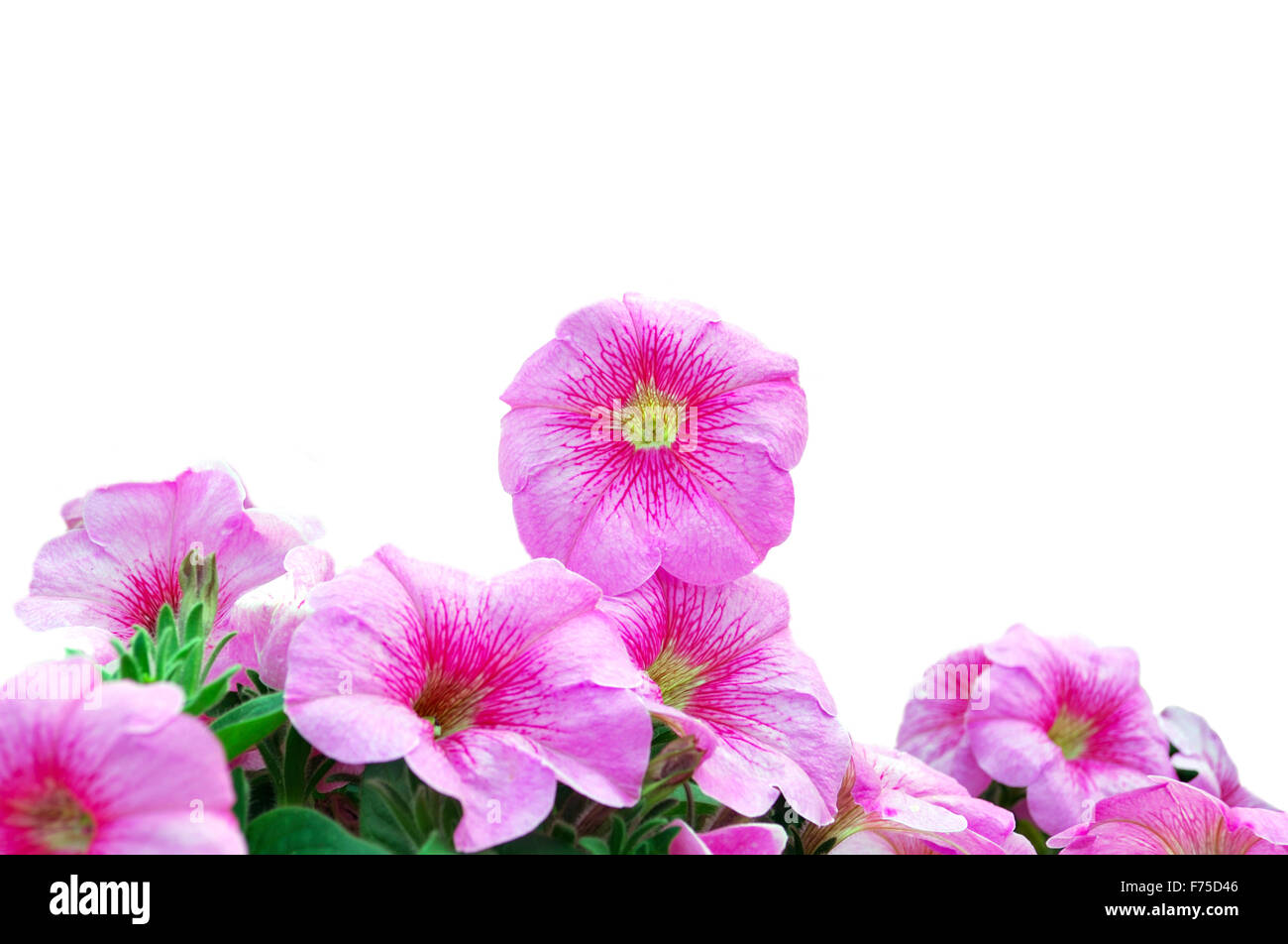Petunia pink white petunias hi-res stock photography and images - Alamy