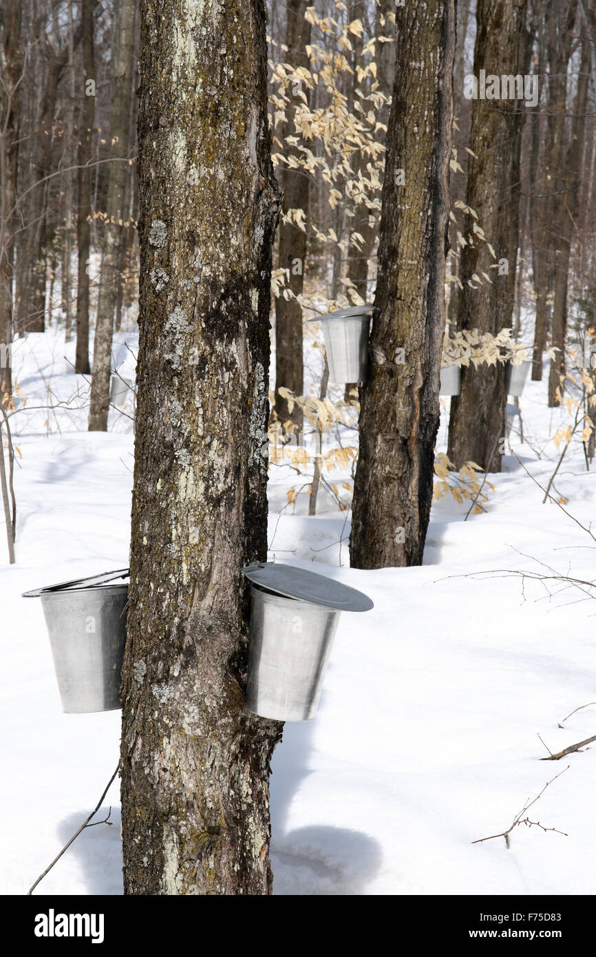 Spring forest during maple syrup season Stock Photo - Alamy