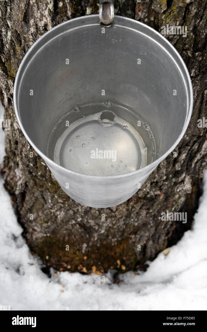 Tapping on a tree hi-res stock photography and images - Alamy