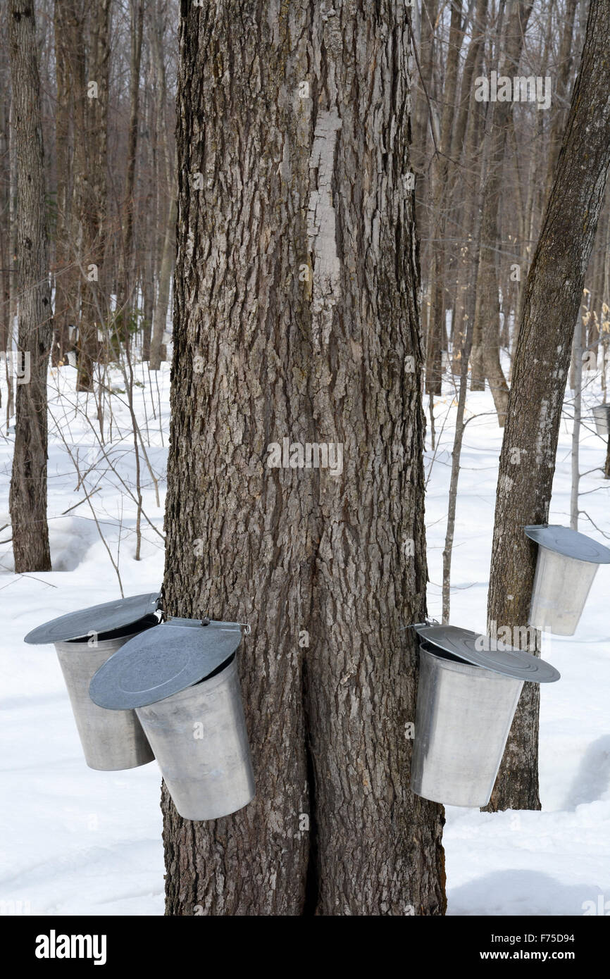 Maple syrup production, springtime Stock Photo - Alamy