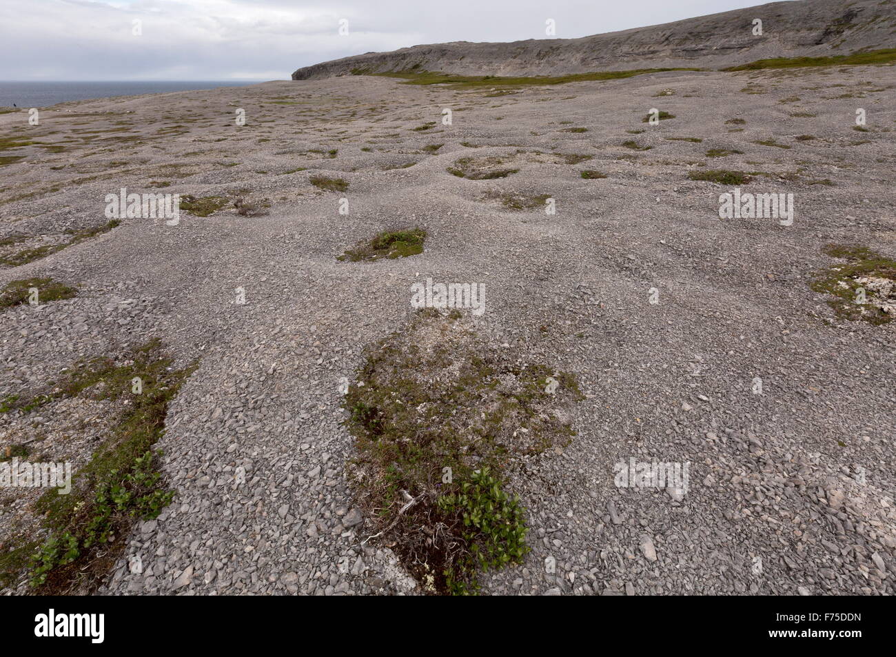 Frost polygons and other permafrost effects on the Ordovician limestone ...
