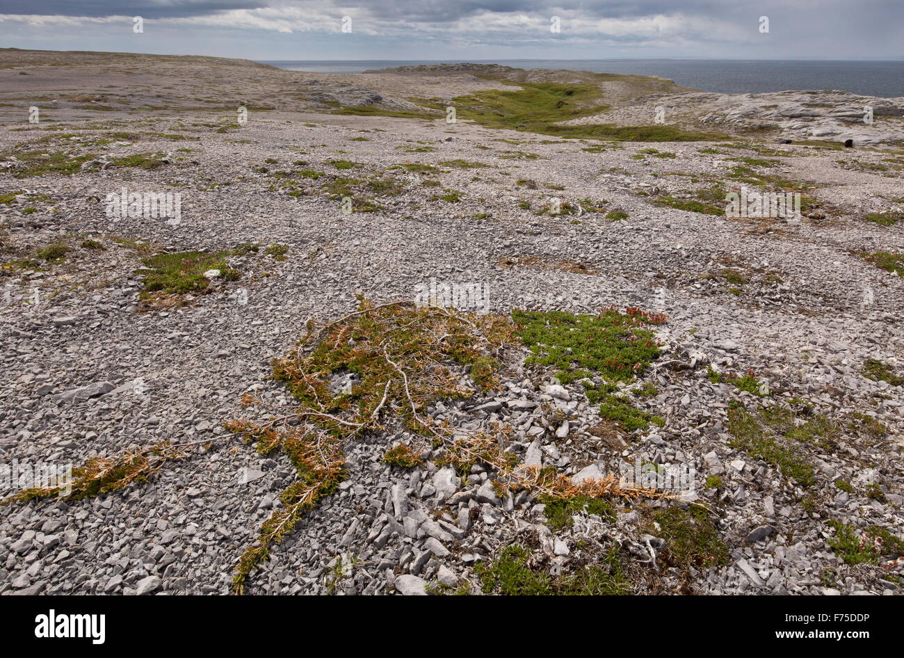 Newfoundland Windy High Resolution Stock Photography and Images - Alamy