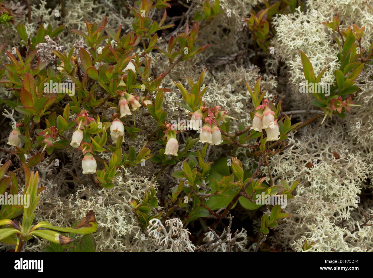 Northern blueberry, In tundra at Anse aux meadows, Newfoundland Stock ...